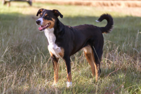 The Best Guard Dog Breeds - Deep Sentinel