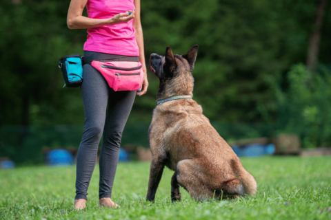 How to Train a Guard Dog - Deep Sentinel