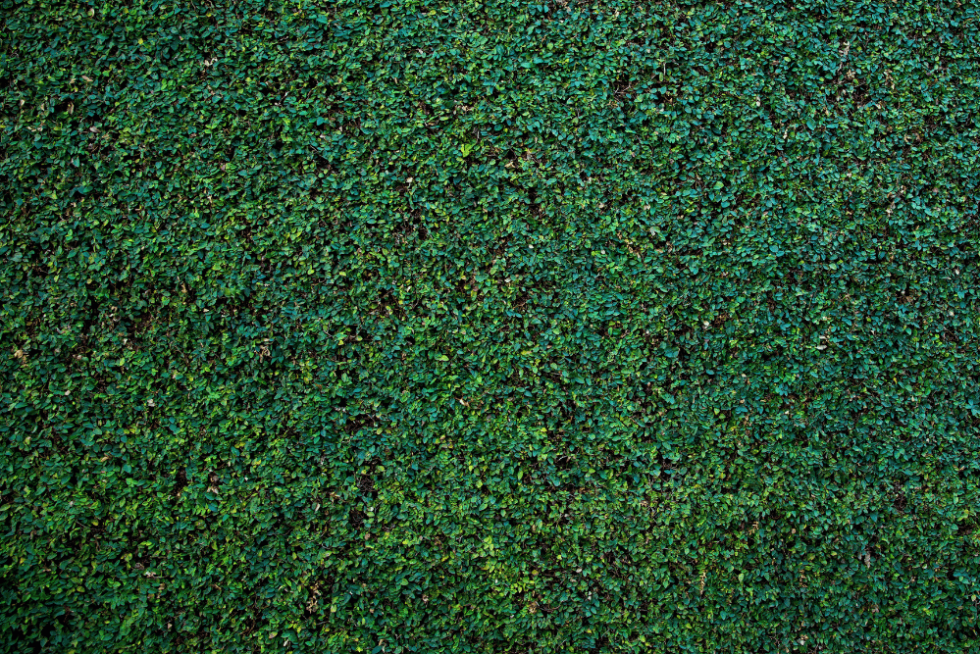 Landscaping for Security and Privacy - Deep Sentinel